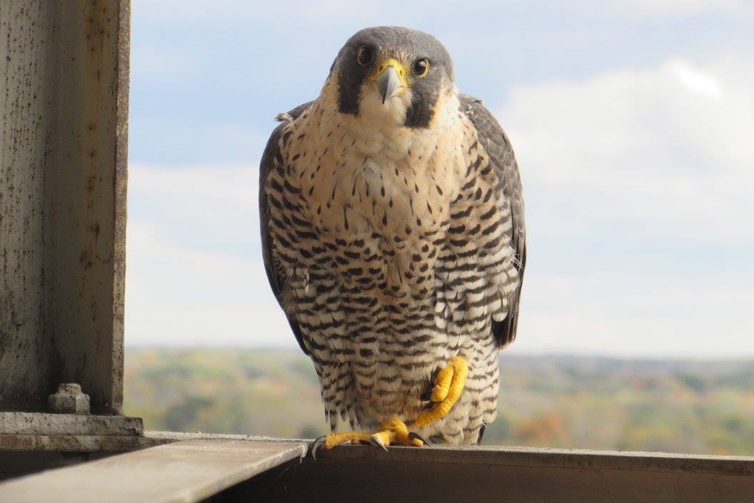 Falcon Cam | lbwl.com